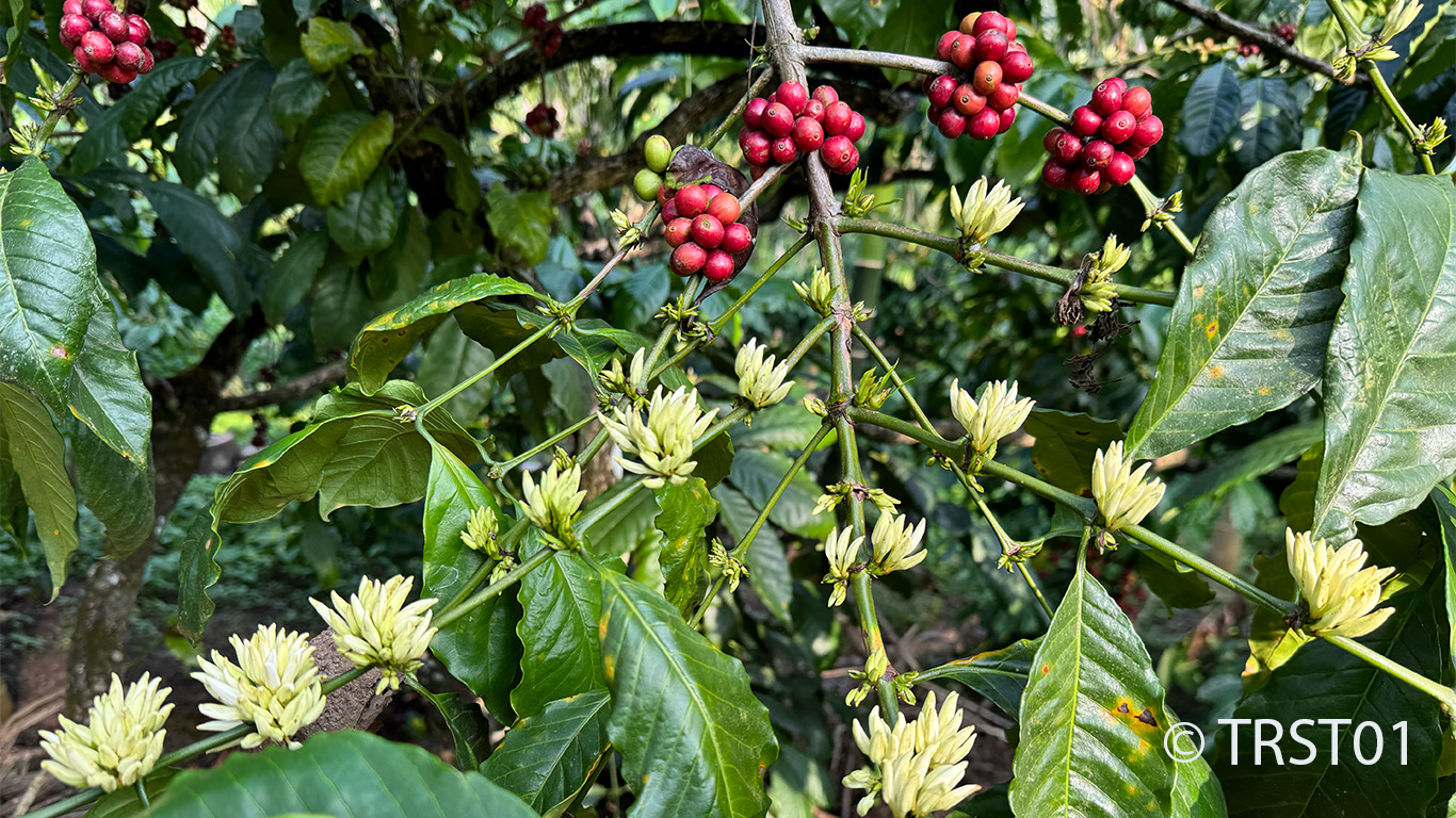 A Look into the Story of Indian Coffee - Sustainable Supply Chain, ESG ...