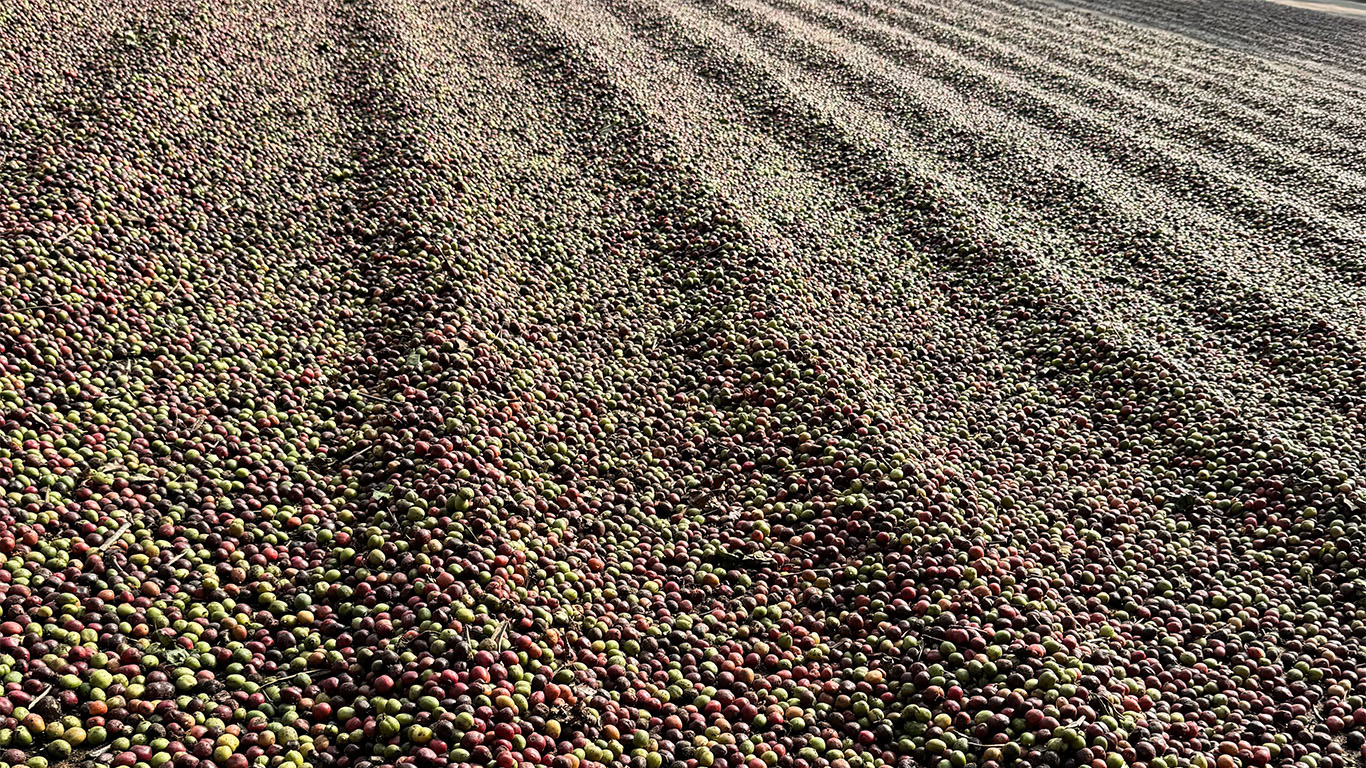 A Look into the Story of Indian Coffee - Sustainable Supply Chain, ESG ...